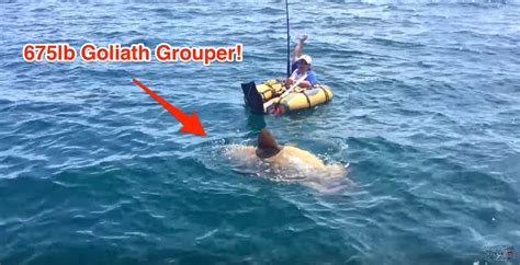 Breaking News First Ever Goliath Grouper Captured From An Inner Tube