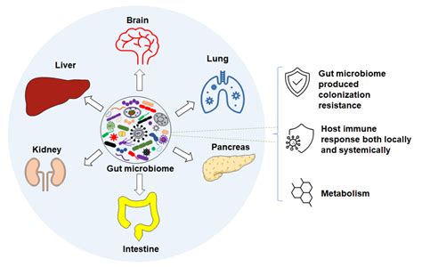 Consideration Of Gut Microbiome In Murine Models Of Diseases