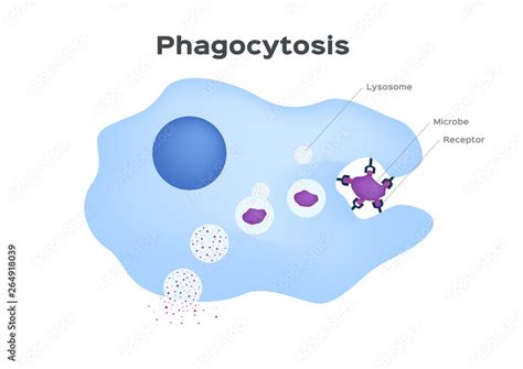 Phagocytosis In Three Steps Human Immune System Vector Cell Eating