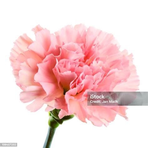 흰색 배경에 고립 된 줄기를 가진 아름 다운 분홍색 카네이션 꽃 가까이 카네이션에 대한 스톡 사진 및 기타 이미지 카네이션 분홍 흰색 배경 Istock