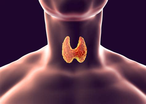 Can Thyroid Problems Cause Low Testosterone Invigor Medical