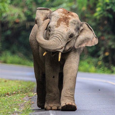 พี่โจ๊ก หลังจากปีนต้นขนุน ก็นอนต่อเลย สงสัยจะง่วง 🐘🌳🍀🍃🌿☘️ ยิ้มให้