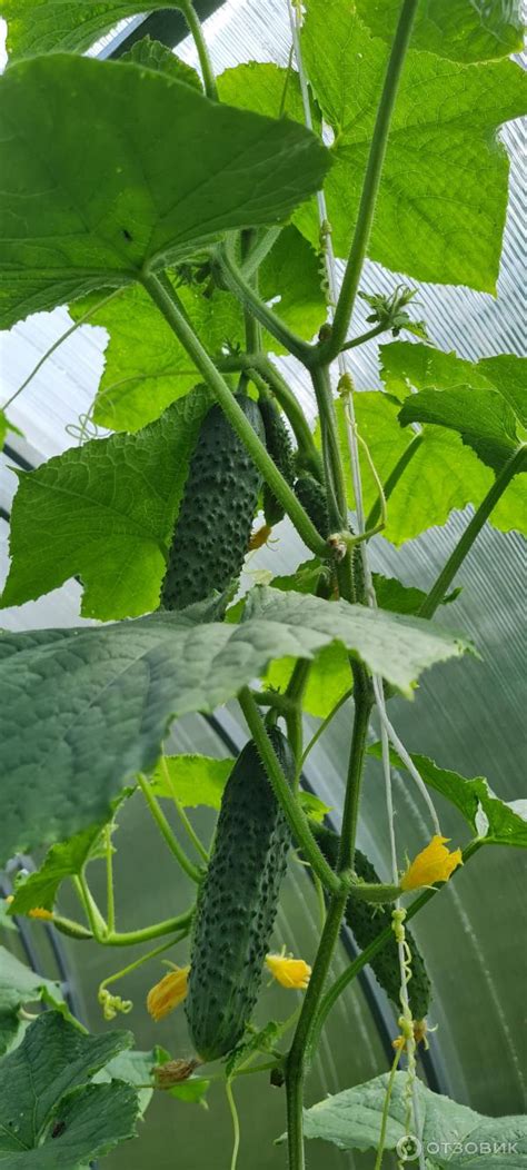 Отзыв о Органоминеральное удобрение Биона Огурец Отличное удобрение