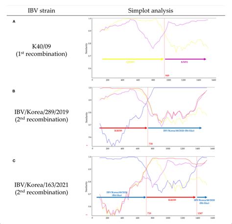 Figure Evolutionary History Of Novel Ibvs Produced By Multiple Download Scientific Diagram