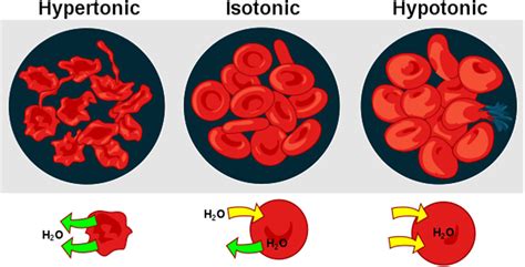 Phase Field Modeling And Computation Of Vesicle Growth Or Shrinkage Abstract Europe Pmc