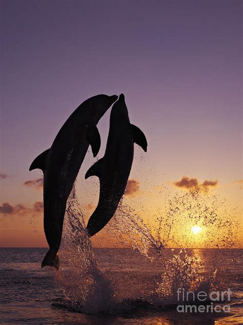 Dolphin Jumping In Sunset Robert Salisbury Knight Dolphin Sunset A
