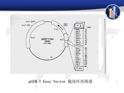 蓝白斑筛选 Word文档在线阅读与下载 免费文档