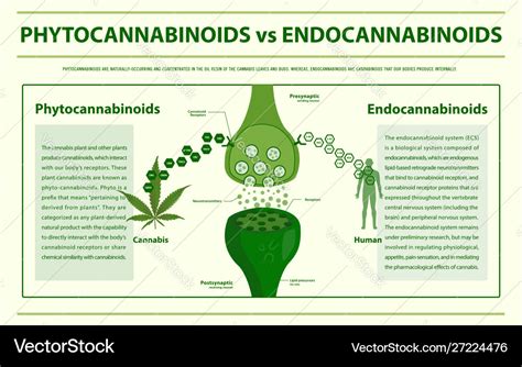 Phytocannabinoids Vs Endocannabinoids Infographic Vector Image