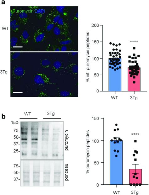 Protein Synthesis Analysis In Wt And 3tg Iastro Cells A Cells Were Download Scientific Diagram