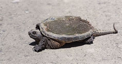 How Fast Can A Snapping Turtle Run All Turtles How Fast Can A Snapping Turtle Run All Turtles