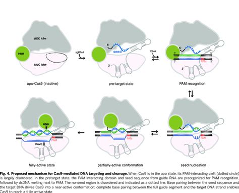 The Seed Sequence Triggers Cas9 To Reach A Target Recognitioncompetent