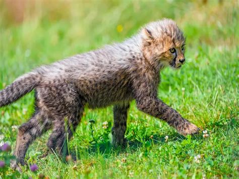 حيوان الفهد أسرع حيوان بري على وجه الأرض بالصور جواهر طبيعية