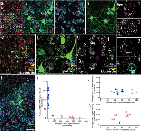 Figures And Data In Target Cell Specific Synaptic Dynamics Of