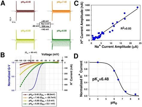 A Representative Proton Current Traces From Oocytes Expressing The