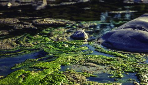 3d Printing With Algae Pla 3d Printer Filament Uk Guide