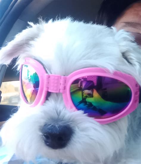 Random Pics Of Ruby Daisy R Shihtzu