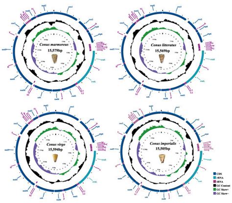 Ijms Free Full Text Mitogenome Characterization Of Four Conus Species And Comparative Analysis