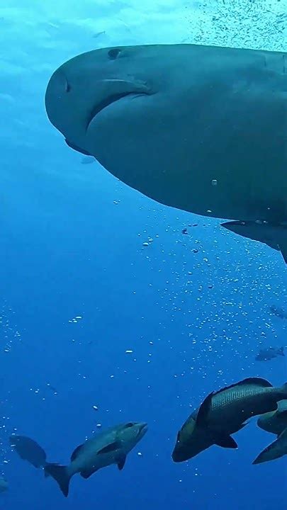 Beqa Tigers Shorts Youtube