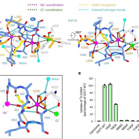 Interaction Network At The Central Substrate Binding Pocket A Download Scientific Diagram