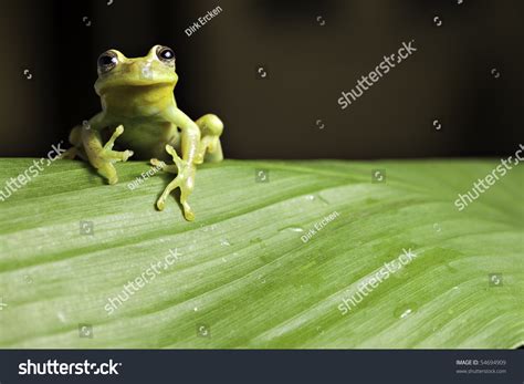 Frog Amphibian Treefrog Rainforest Branch Tropical Tree Frog On Green Leaf With Copy Space