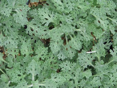 Dracocephalum Botryoides Dragonhead Ferri Seeds