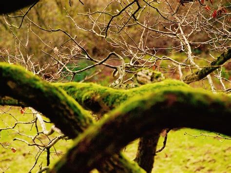 Trees In The Dark Premium Photo