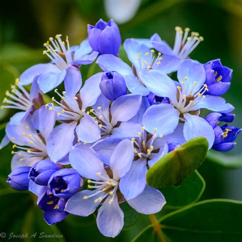 Lignum Vitae Backcountry Gallery Photography Forums