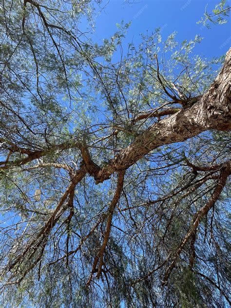 Premium Photo Tree Ancestral Tree Green Tree Nature