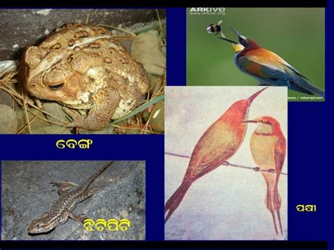 Bee Enemies Of Honeybee Cultivationppsx