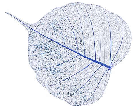 Premium Photo Single Skeleton Leaf Isolated On White Background