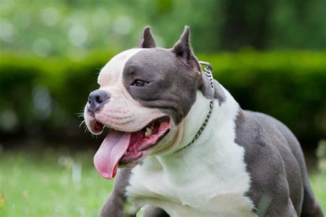 Bully Breeding 101 Everything You Need To Know About Bullies