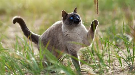 25 Inexpensive Cat Breeds That Make Amazing Companions
