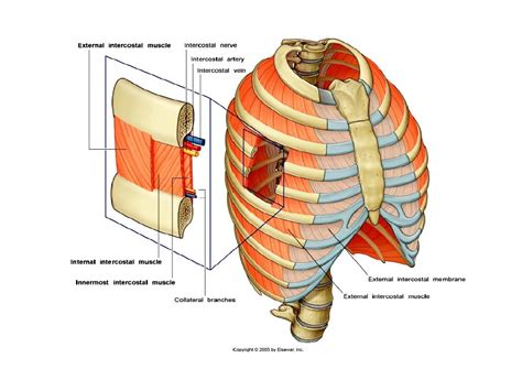 Internal Intercostals Origin And Insertion