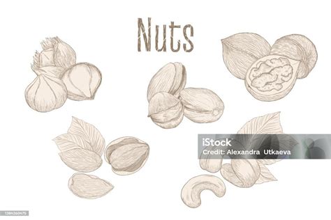 윤곽 도면 견과류 헤이즐넛 아몬드 피스타치오 캐슈 호두 세트 건강한 식생활에 대한 스톡 벡터 아트 및 기타 이미지 건강한 식생활 견과 계절 Istock