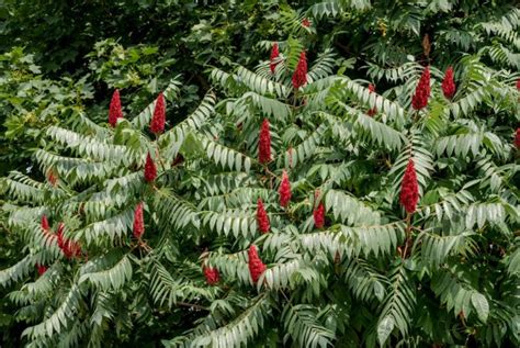 15 Knockout Trees With Foliage That Turns Red In Autumn Horticulture Magazine