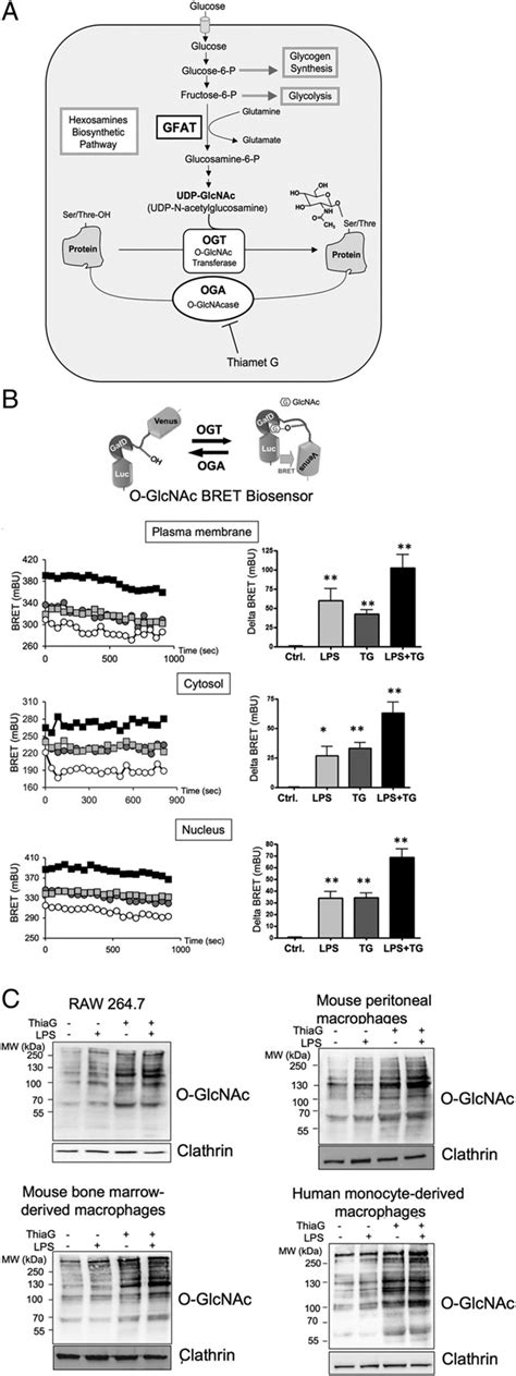 Lps Induces O Glcnacylation In Macrophages A The Hbp Flux Controls Download Scientific