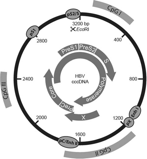 Structure Of The Hbv Genome With The Open Reading Frames Orfs Shown Download Scientific