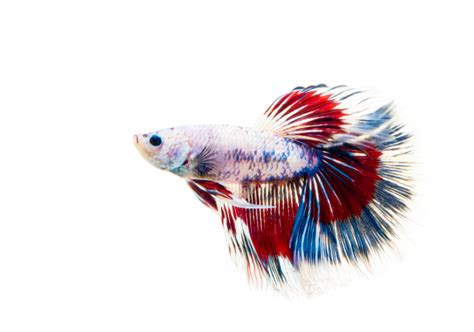 Betta Fish Tumor Symptoms Causes And Treatment Full Guide