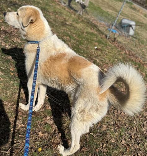 Ella ️🐾 🐶 Update 4 23 25 Share P 1alhfaypu4 Mibextid Wwxifr Update