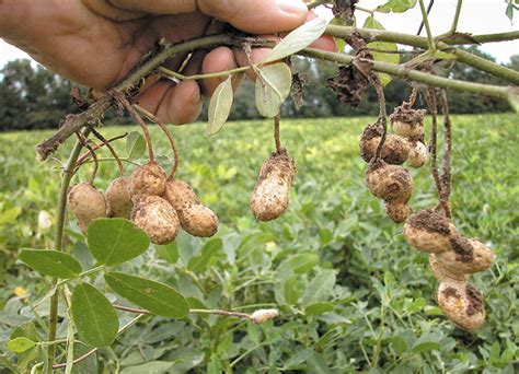 식물 이야기 땅콩 견과류처럼 보이지만 콩·팥에 가까운 꼬투리 열매 랍니다 네이버 블로그