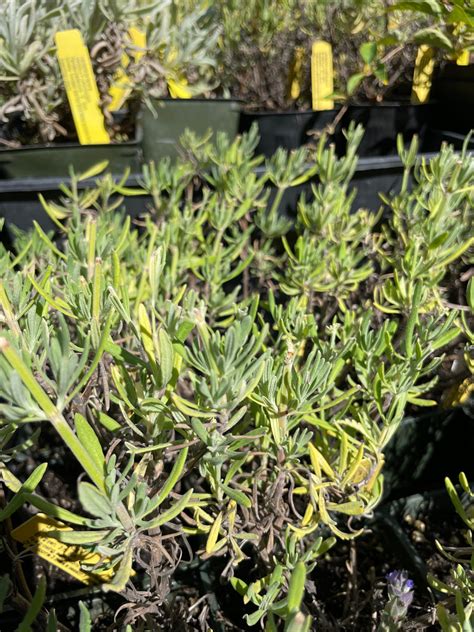 Lavandula X Heterophylla 4 Sweet Lavender 4 Morningsun Herb Farm