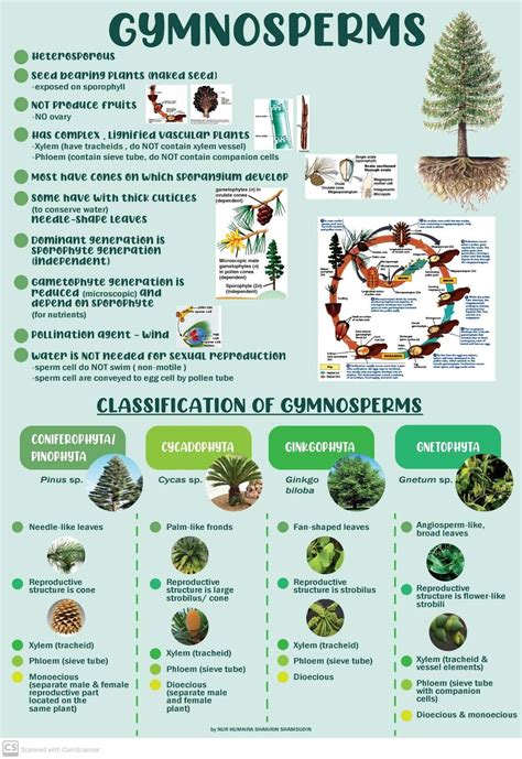 Gymnosperms Infographic Artofit