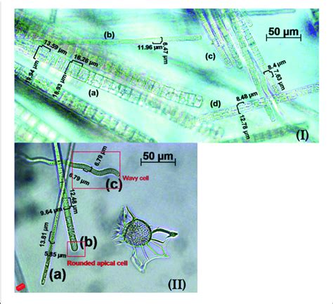 Details Of Trichodesmium Trichomes Co Occuring In The Samples ×400