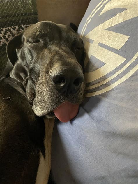Discover More Like Greatdanes Our Doof Chloe Who Only Holds Still For Phots When Asleep And