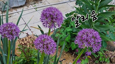 Ep6 체리텃밭5월첫주두째주야생화장미알리움능소화삽목둥이치오노독사씨앗스테비아아스파라거스심기 Youtube