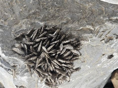 Grannom Caddis Are Peaking A Week Early In Central Pa And Theres A Few