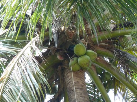 Monkey Harvesting Coconuts Matthias Kallfass