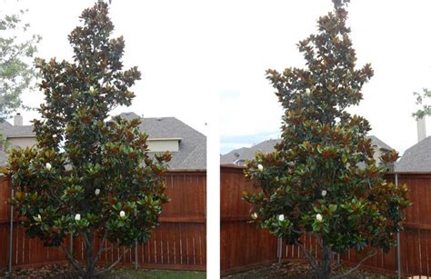 Pin On Native Trees Tolerant Of Wet Soils