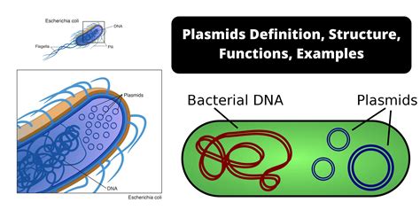 Plasmids Archives Biology Notes Online