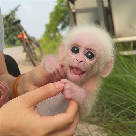 Monkey Baba Shorts Youtube